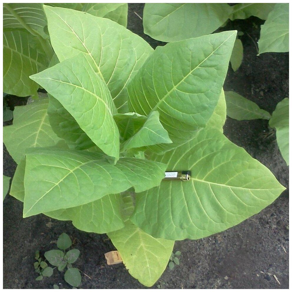 Семена Орешка Табак Самсун 85, 300 ШТ