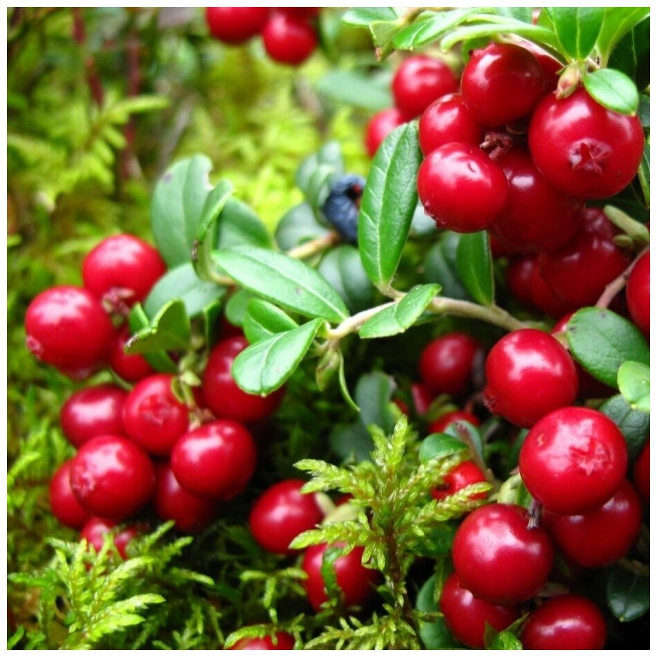 Семена Орешка Брусника дикая лесная 15 ШТ