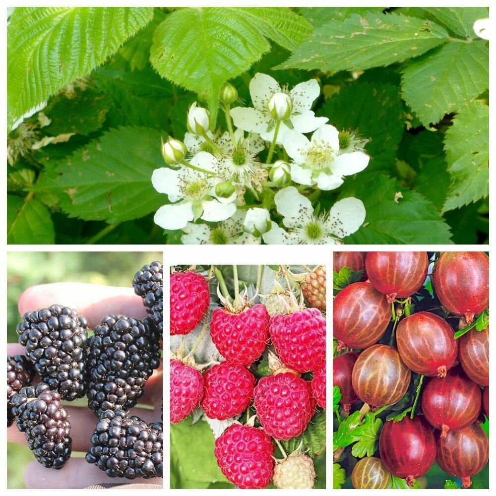 Комплект саженцев Три Д; 3 шт