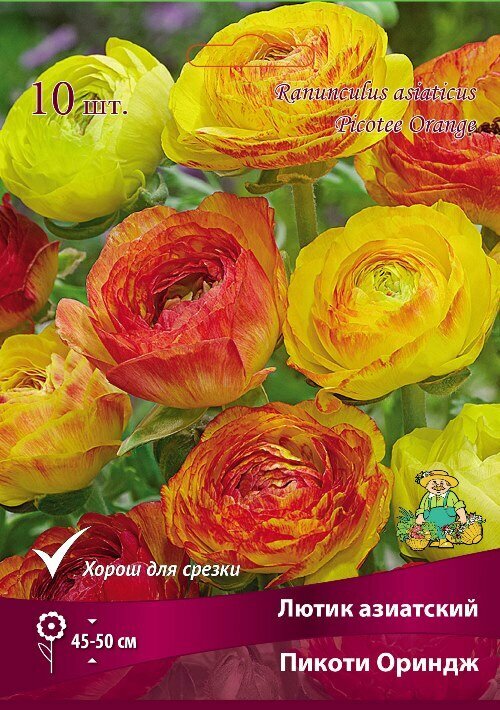 Лютик азиатский Пикоти Ориндж в капере 10 шт.