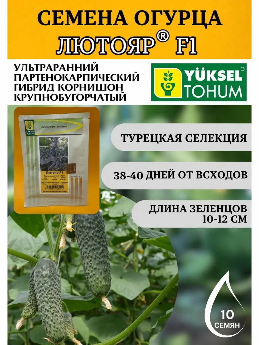 Семена огурца Лютояр F1 10 штук Yuksel Tohum партенокарпический гибрид