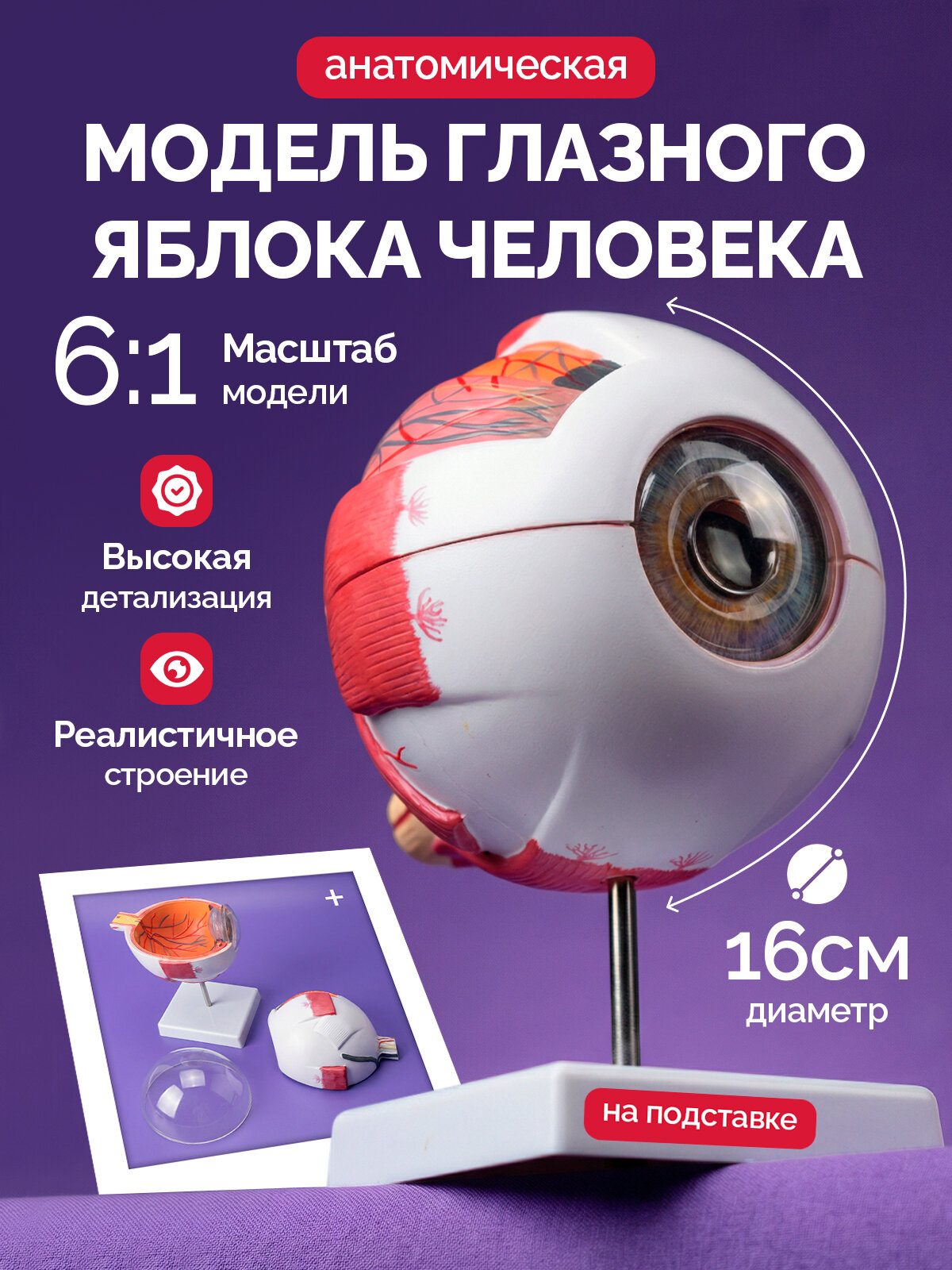 Модель глазного яблока Innopax Eye-Ball X6, белый, поливинилхлорид, односторонняя