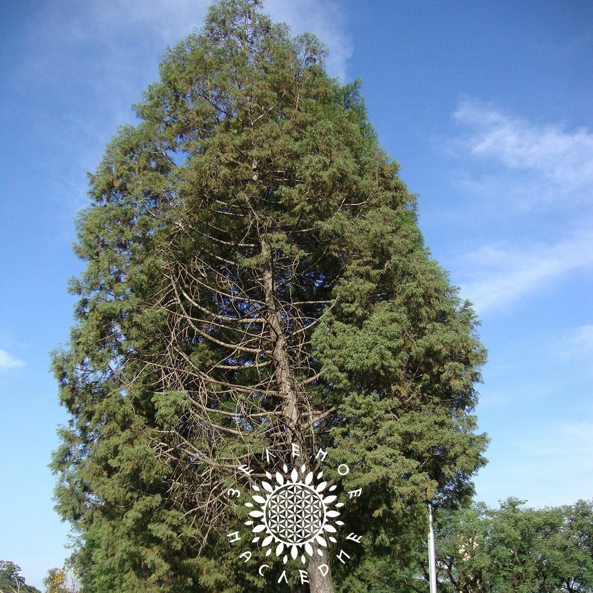 Семена Мексиканский кипарис - Кипарис лузитанский (лат. Cupressus lusitanica) 100шт