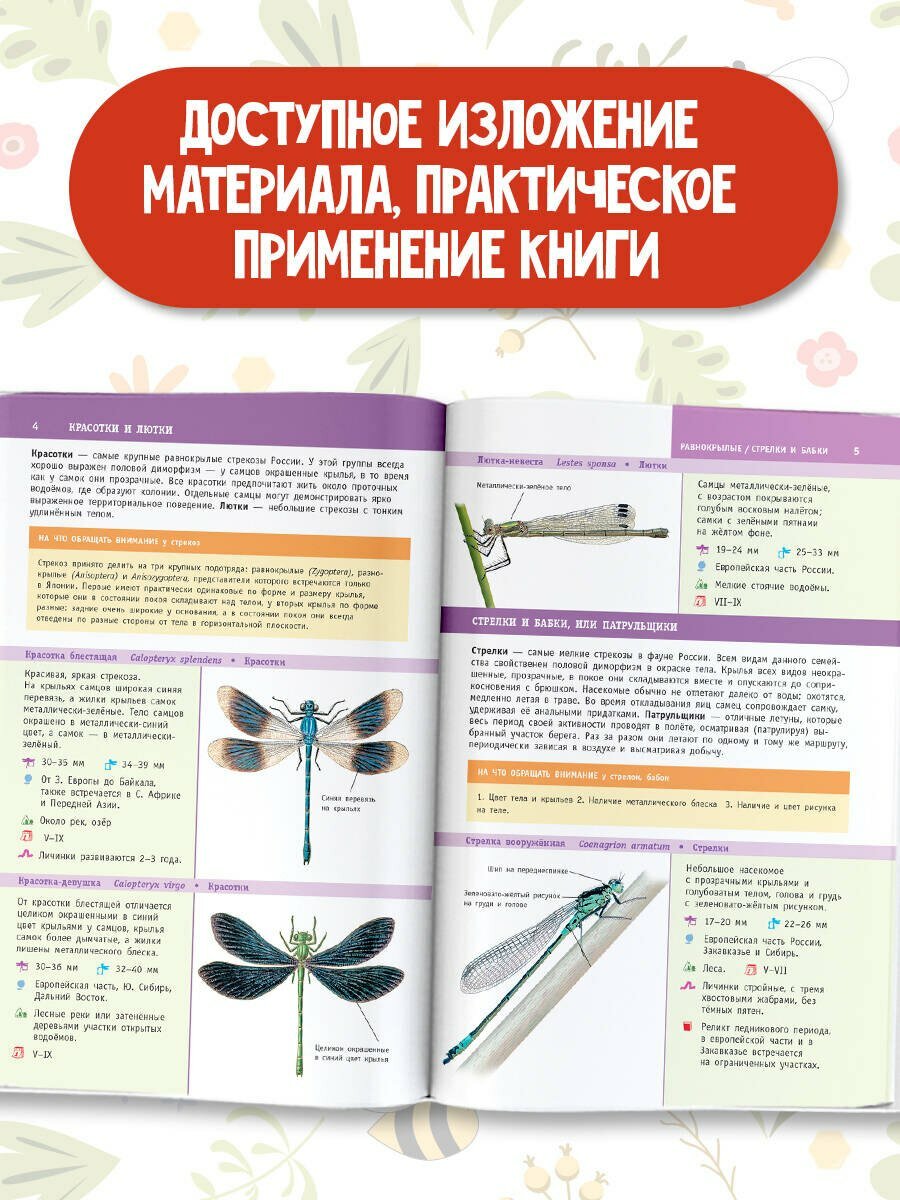 Насекомые России — фото 1