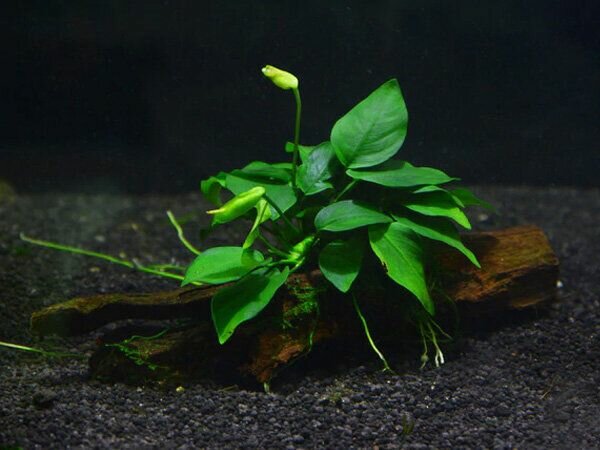 Живое растение для аквариума, Анубиас нана супер карликовый / самое неприхотливое для новичка