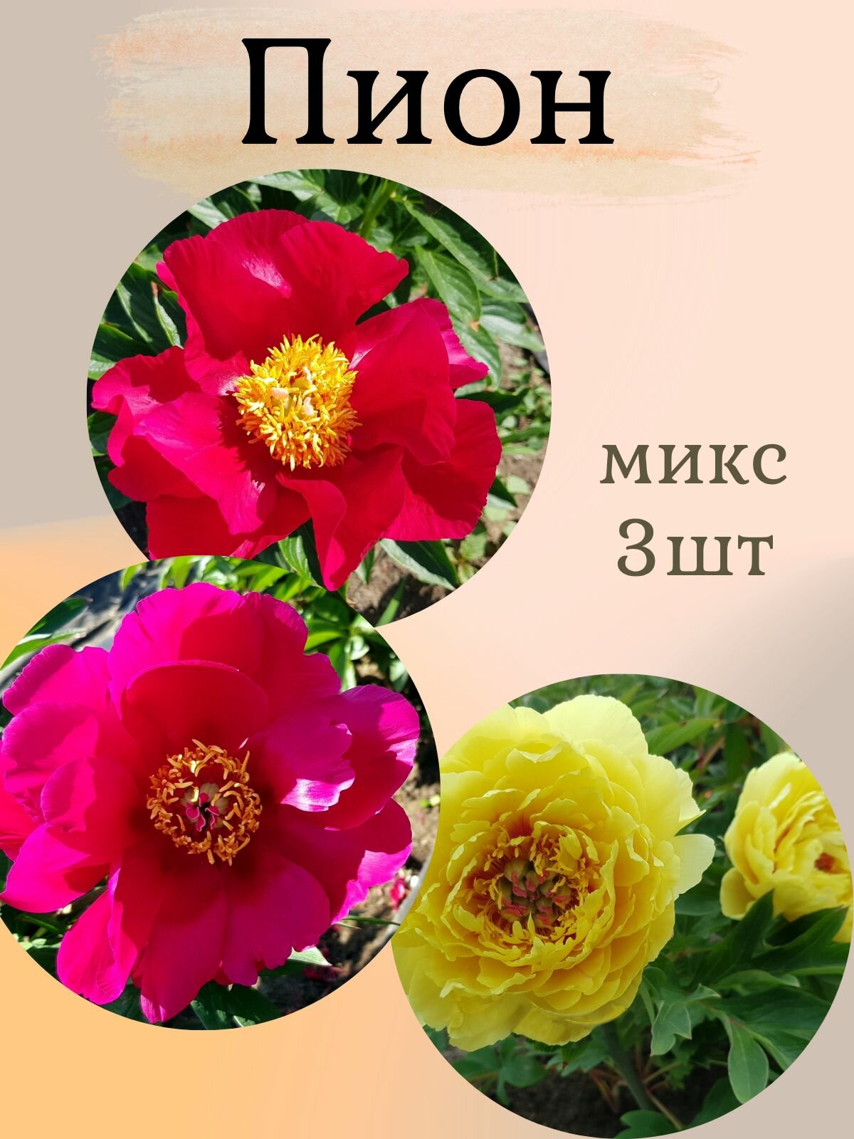 Пионы, многолетние цветы Микс из 3 штук