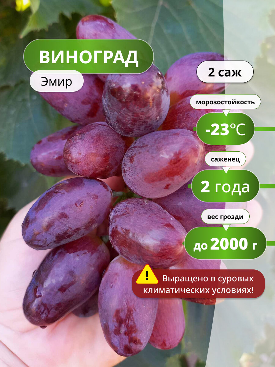 Виноград Эмир, раннеспелый сорт, высокоурожайный, морозоустойчивый, 2 шт