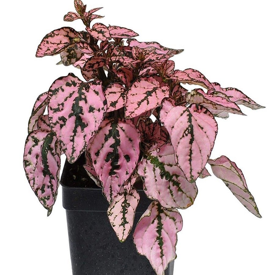 Гипоэстес розовый Pink, семена