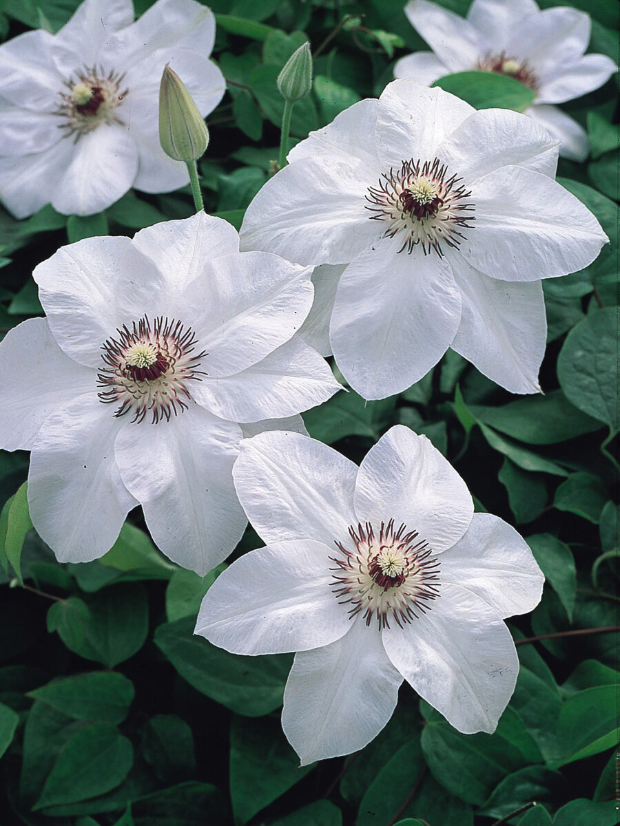 Клематис Мисс Бейтман (Clematis Miss Bateman) / вьющийся, морозостойкий сорт