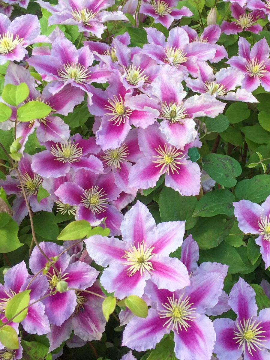 Клематис Пиилу (Clematis Piilu) / вьющийся, морозостойкий сорт
