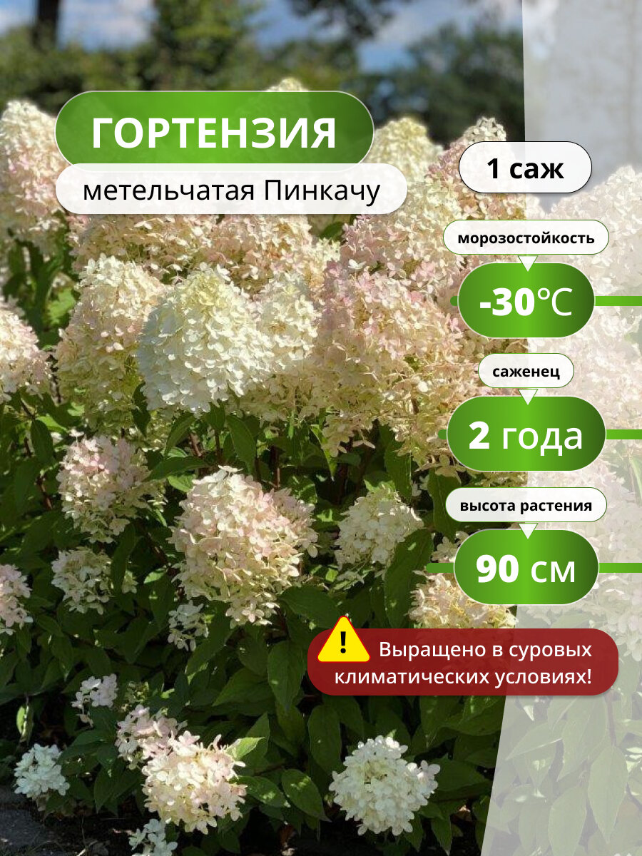 Гортензия метельчатая Пинкачу / гортензии, многолетнее, ЗКС, морозостойкая
