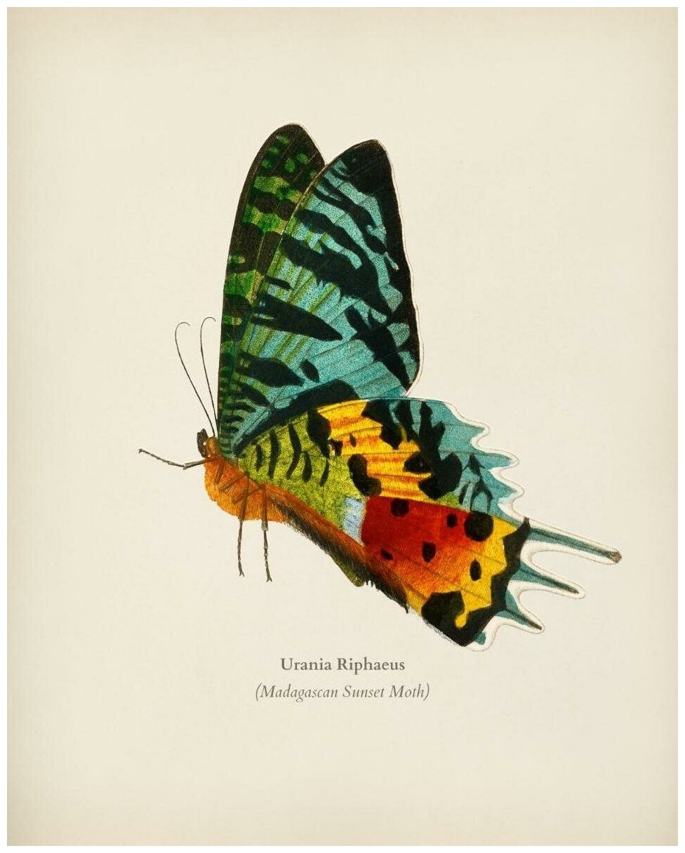 Постер / Плакат / Картина Бабочки - Восхитительная бабочка 40х50 см в подарочном тубусе