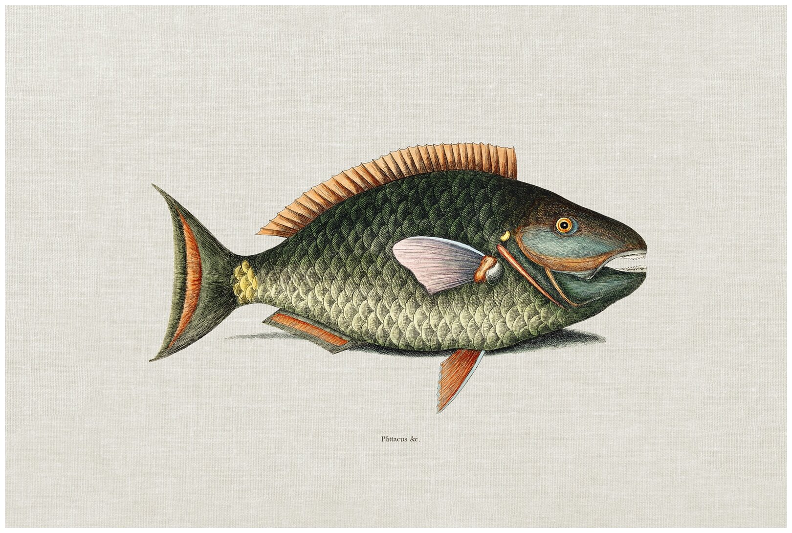 Постер / Плакат / Картина Рыба-попугай 50х70 см в подарочном тубусе