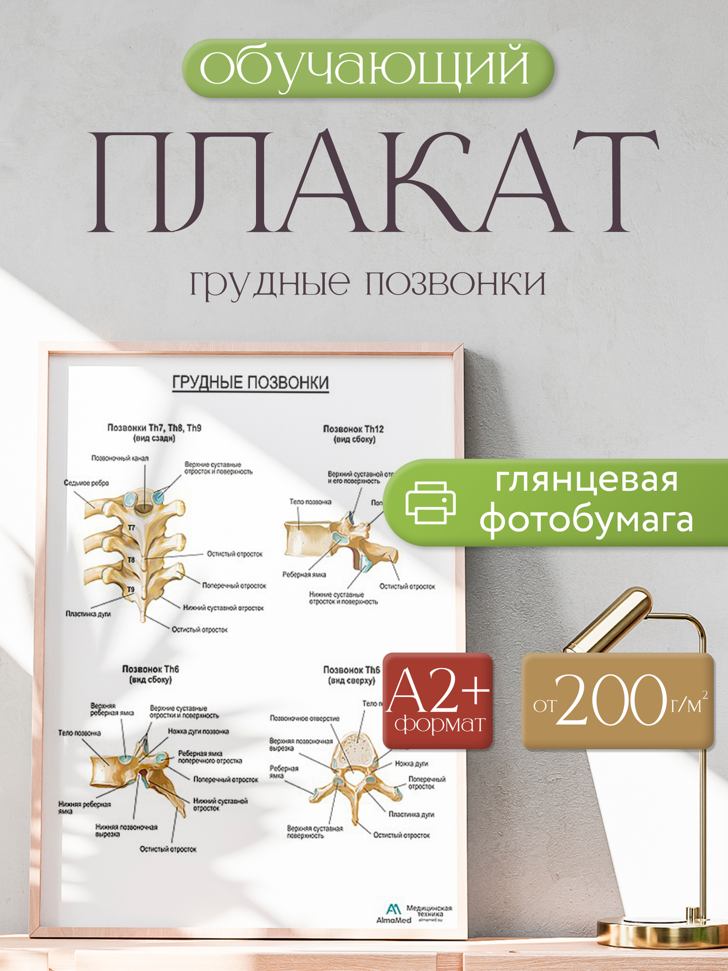 Обучающий плакат "Грудные позвонки", размер А2+, глянцевая фотобумага от 200г/м2
