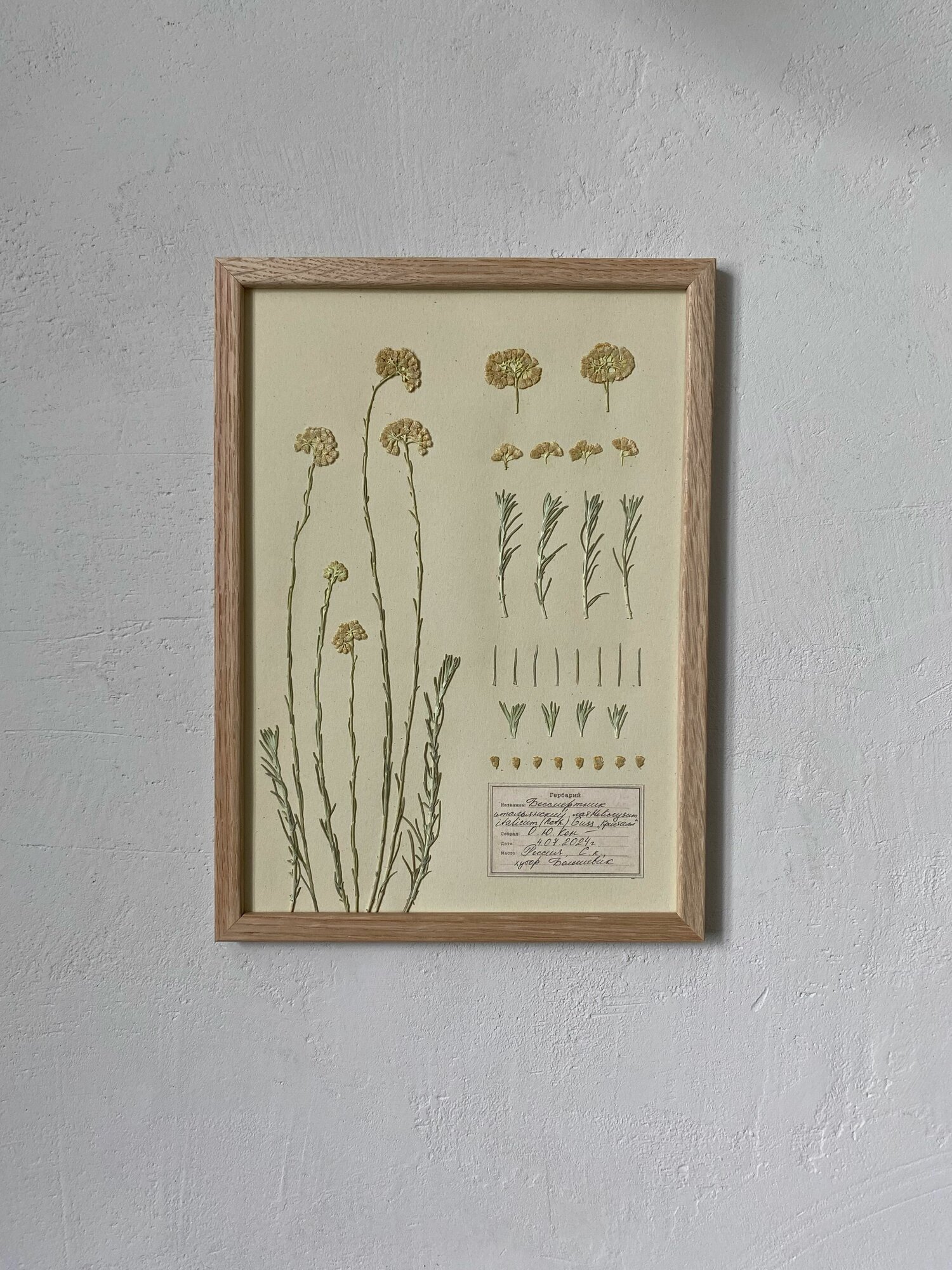 Ботаническое панно на стену. Гербарий в дубовой рамке под стеклом. 21Х29,7 см. "Olya_klever"
