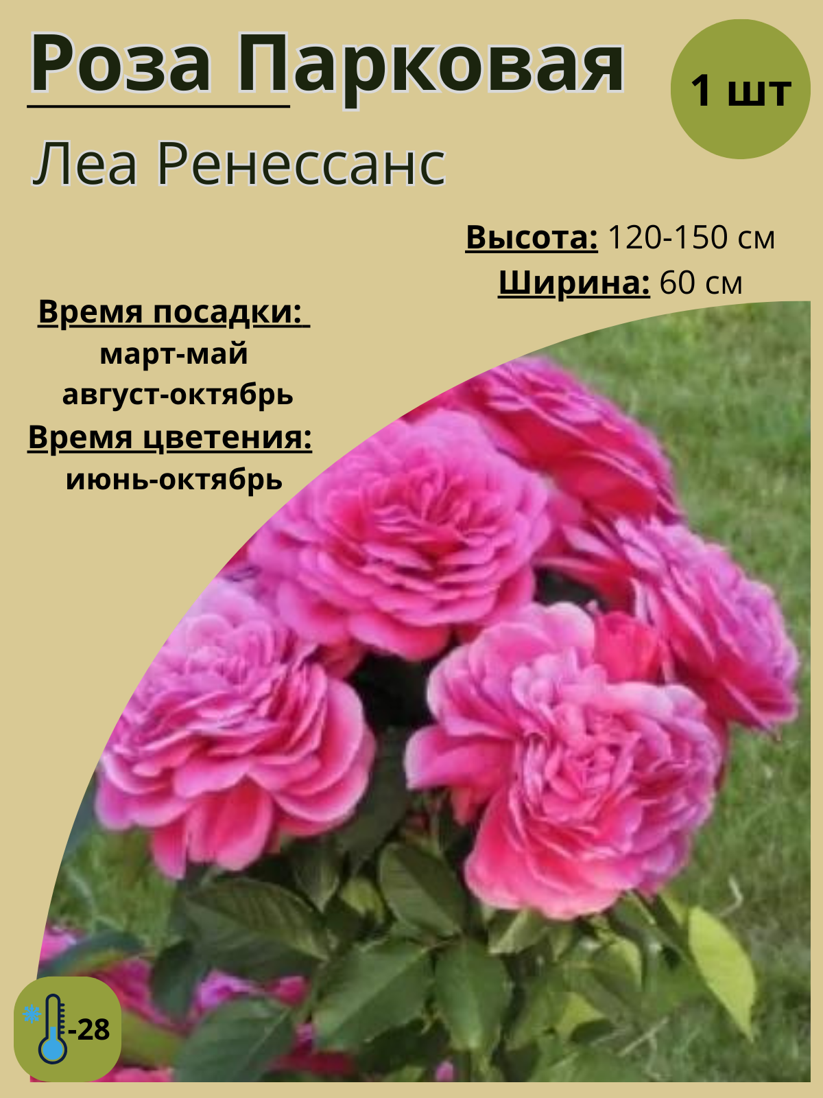 Роза парковая Леа Ренессанс