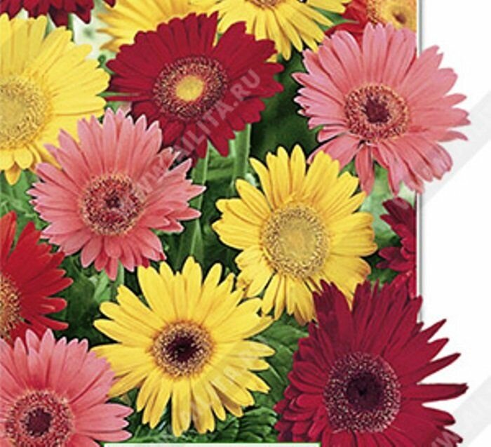 Семена комнатного растения Гербера Джемсона, смесь окрасок