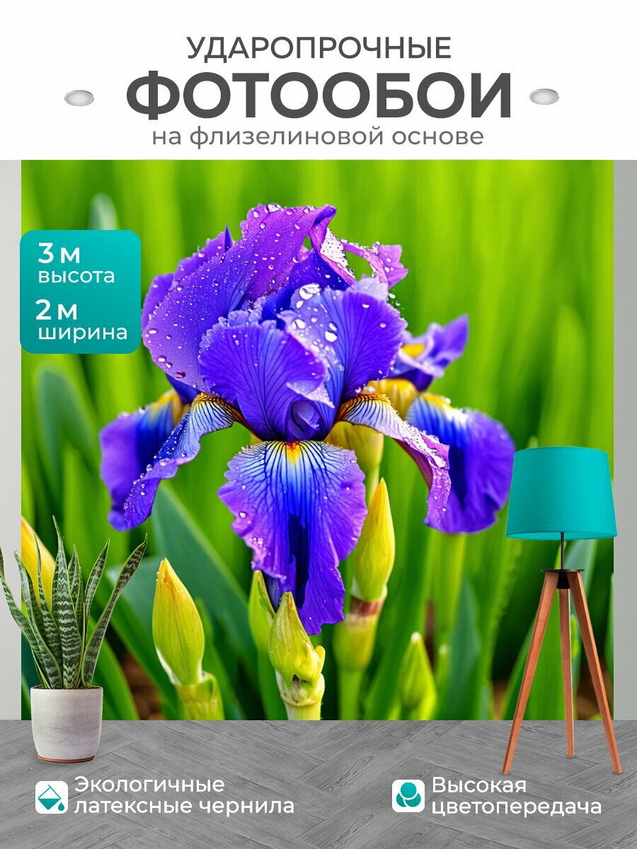 Фотообои моющиеся ударопрочные "Ирисы с каплями росы на лепестках" 300x300 см. флизелиновые на стену