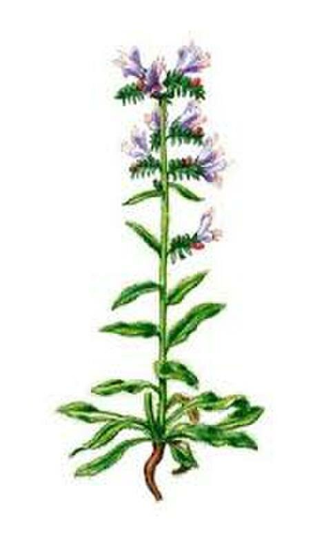 Синяк, трава, пакет, беловодье, 25 г