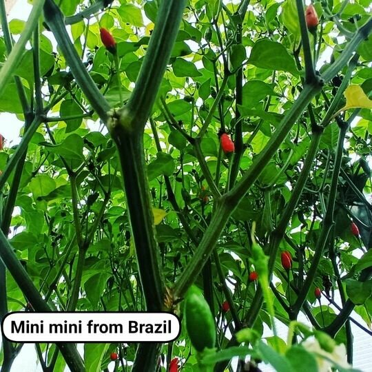 Семена Острого перца Mini Mini from Brazil перчинка + бонус