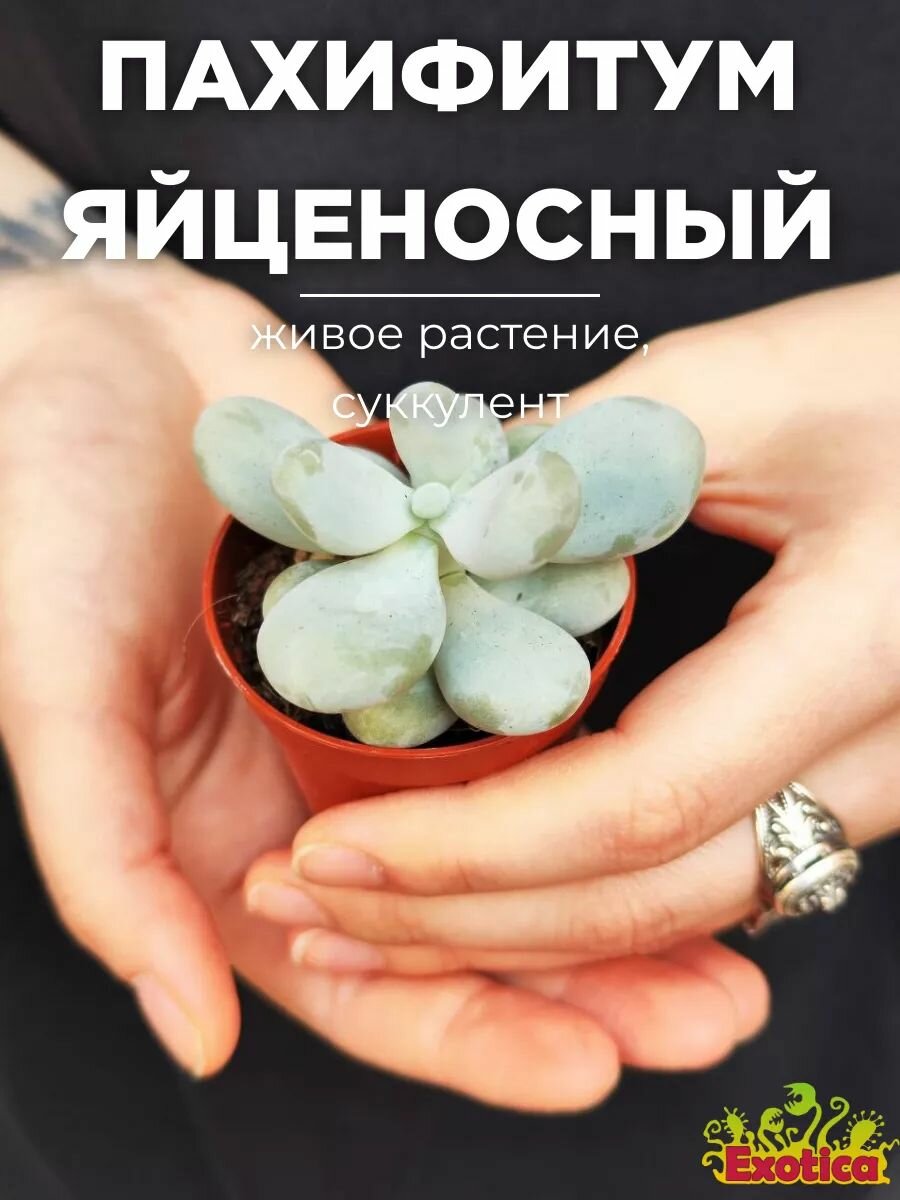Пахифитум Яйценосный (Pachyphytum Oviferum) D5см, живое растение