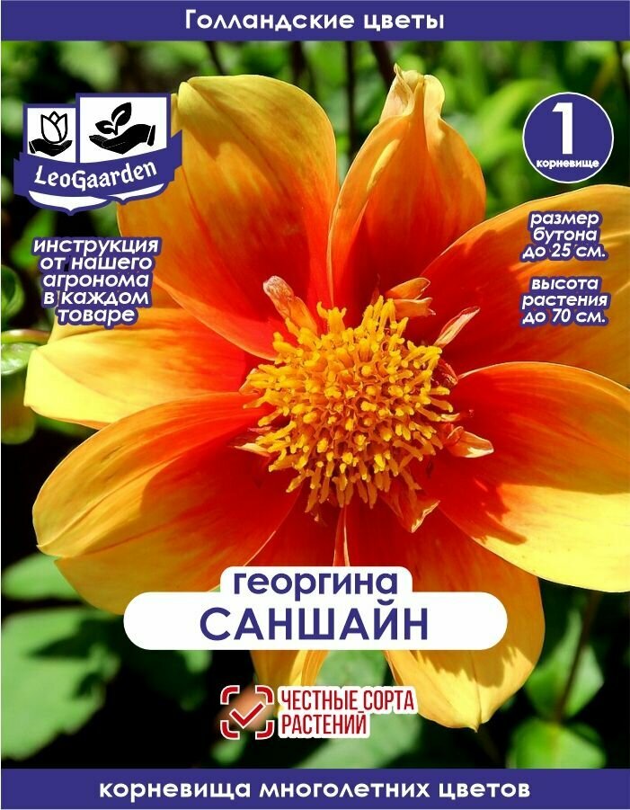 Георгина Корневище, Саншайн, 1 шт