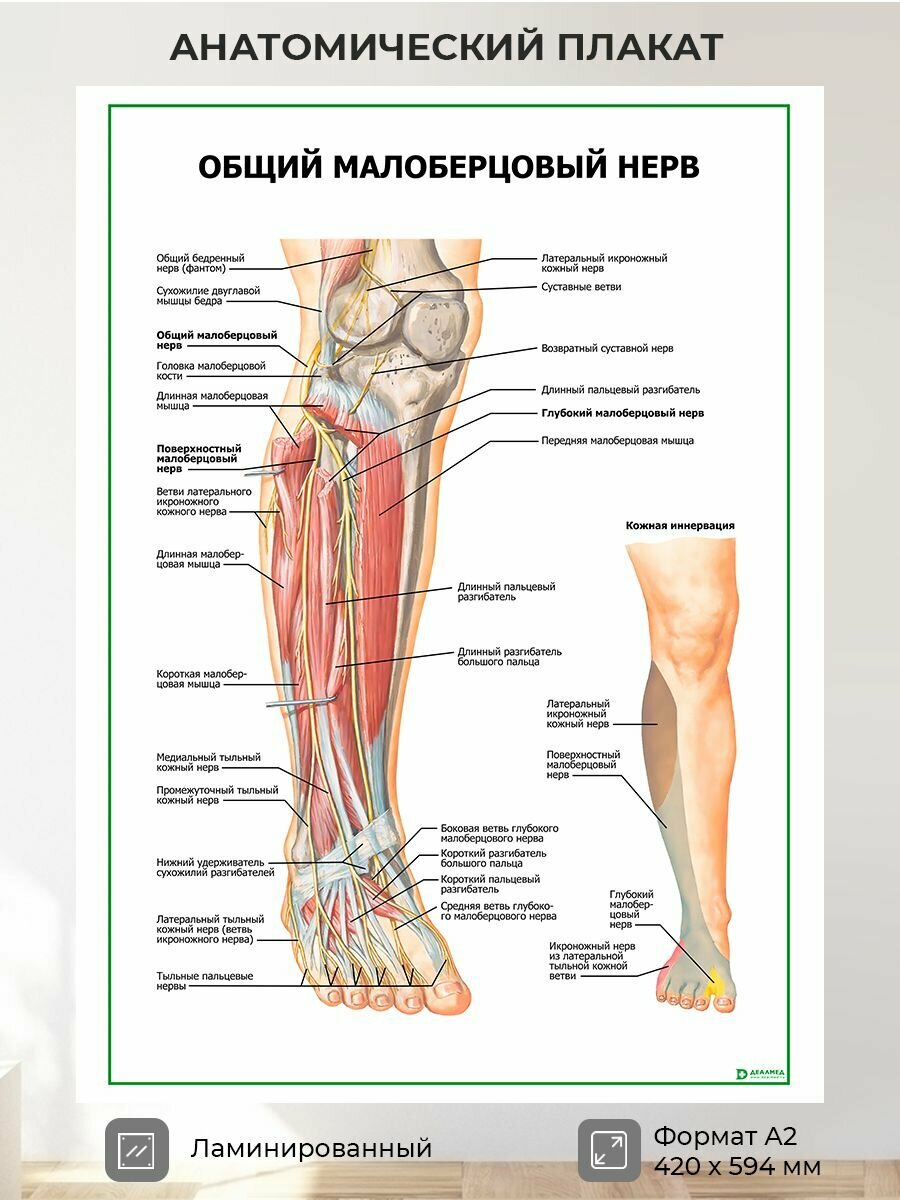 Обучающий медицинский плакат ламинированный формат А2 Общий малоберцовый нерв