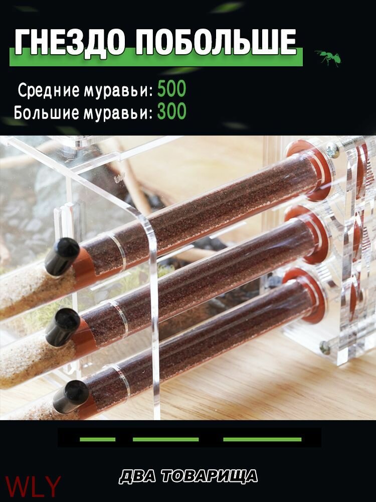 Муравьиная ферма — фото 1