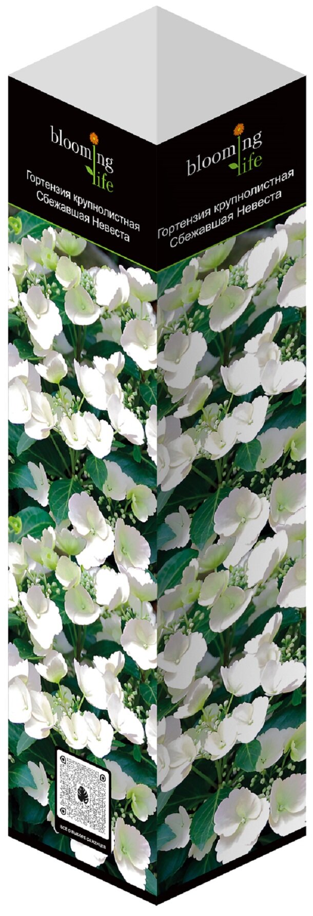 Гортензия крупнолистная FLORA GROUP "Сбежавшая невеста", многолетняя, 1 м