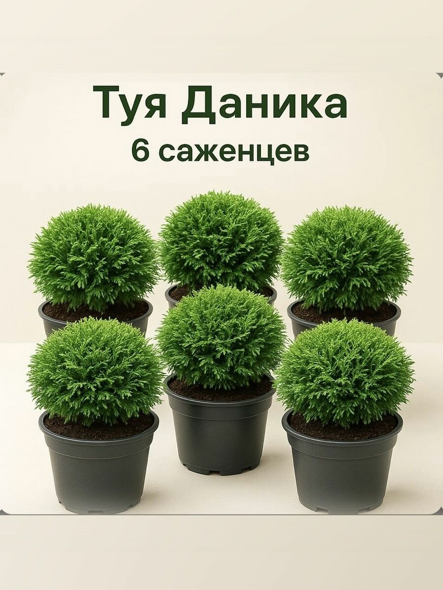 Туя шаровидная Даника, морозостойкая, для вертикального озеленения, 6 шт.