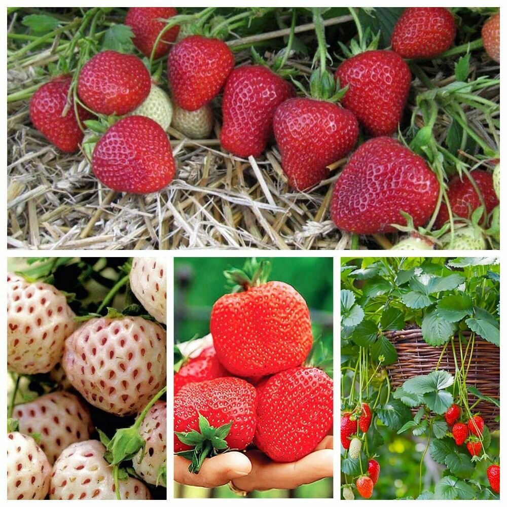 Комплект саженцев земляники Клубничная полянка ;20 шт