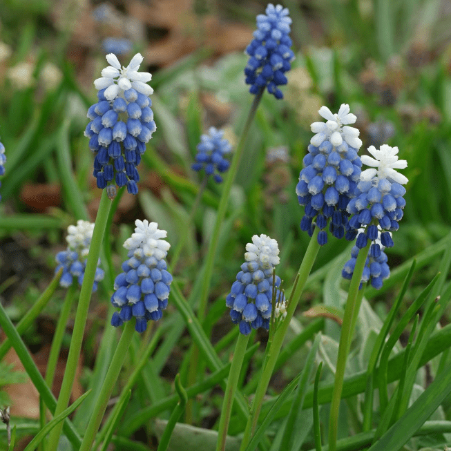 Мускари Маунт Худ (10 луковиц), Нидерланды