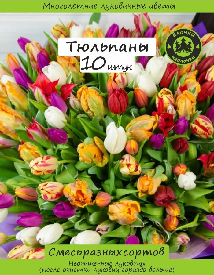 Тюльпан Луковицы неочищенные, Микс сортов, 10шт+ (Ёлочки иголочки)