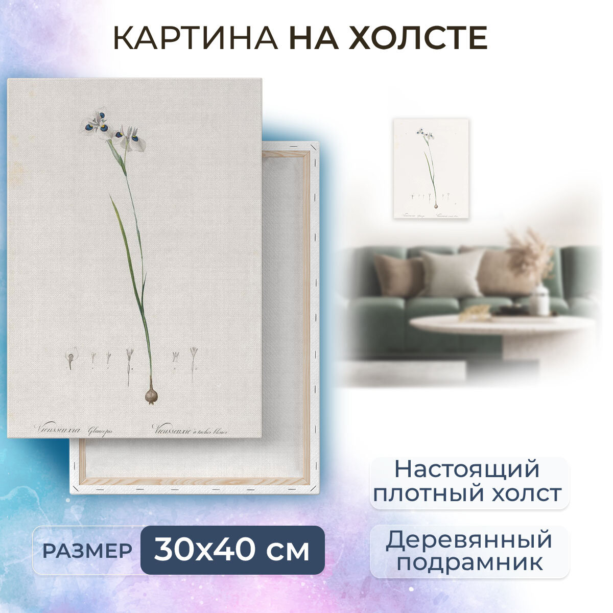 Картина на холсте с подрамником / Pierr - Joseph Redoute / Пьер-Жозеф Редуте