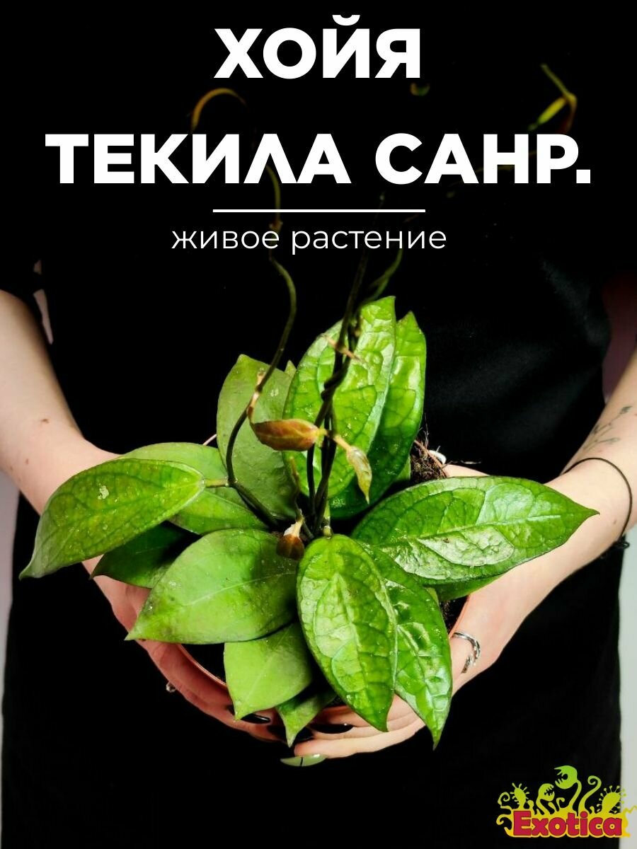 Хойя Текила Санрайз (Hoya Tequila Sunrise) D12см, домашнее растение