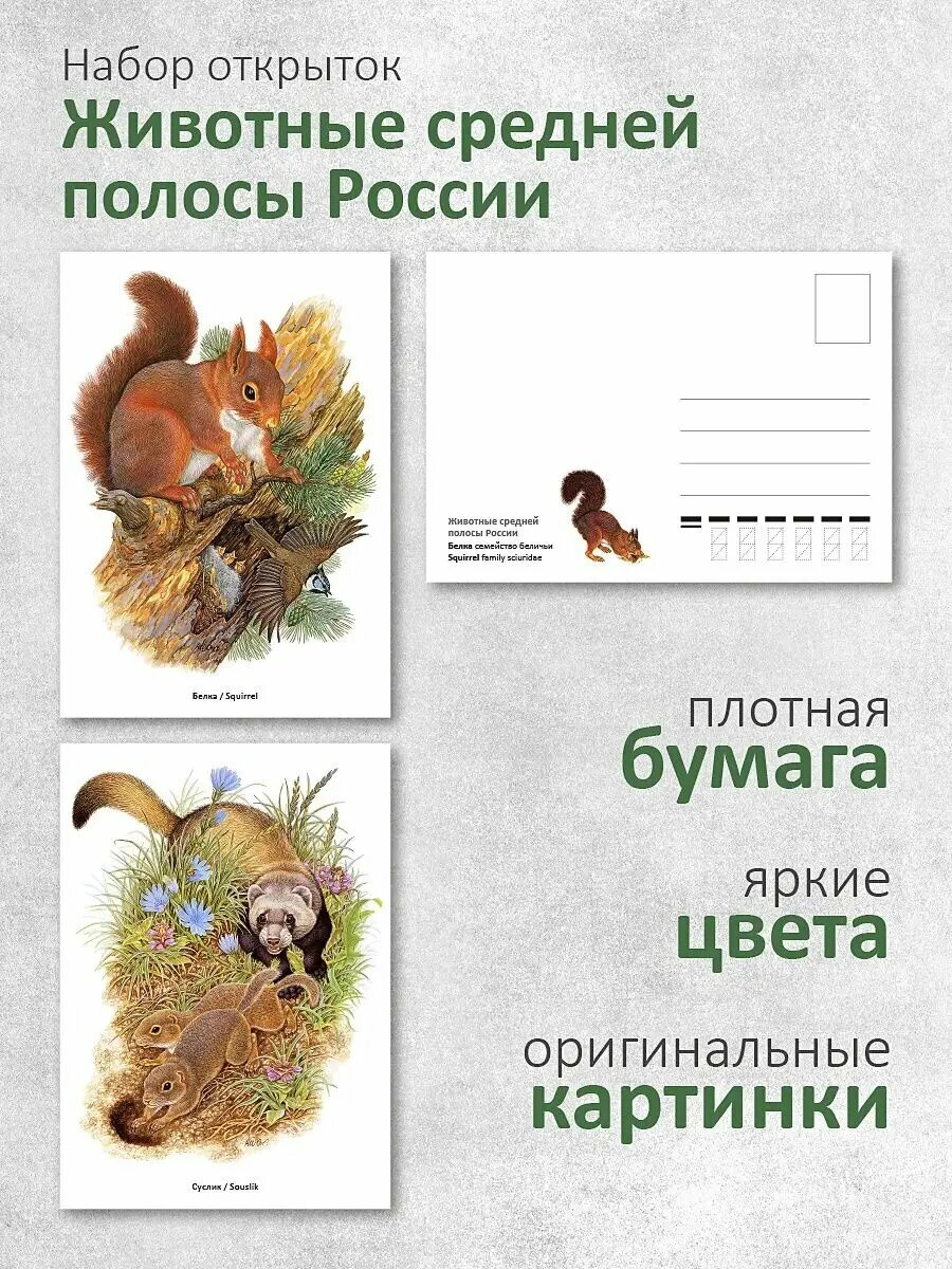 Почтовые открытки "Животные средней полосы России", набор 10 шт.