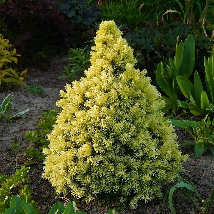 Ель канадская Дейзи Вайт, С1. 5