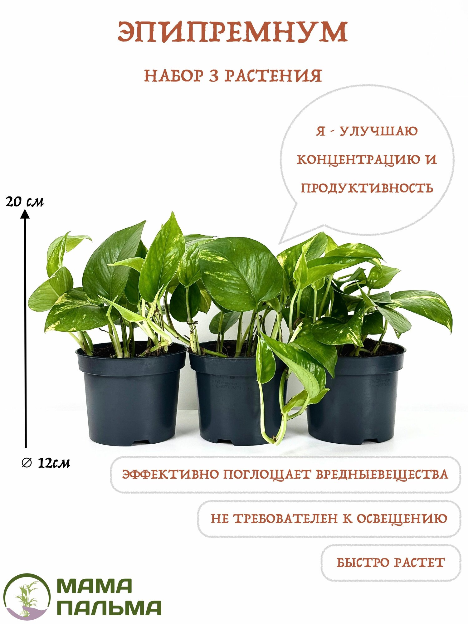 Набор 3 растения Эпипремнум в горшке D12 высота 20 см (живые растения)