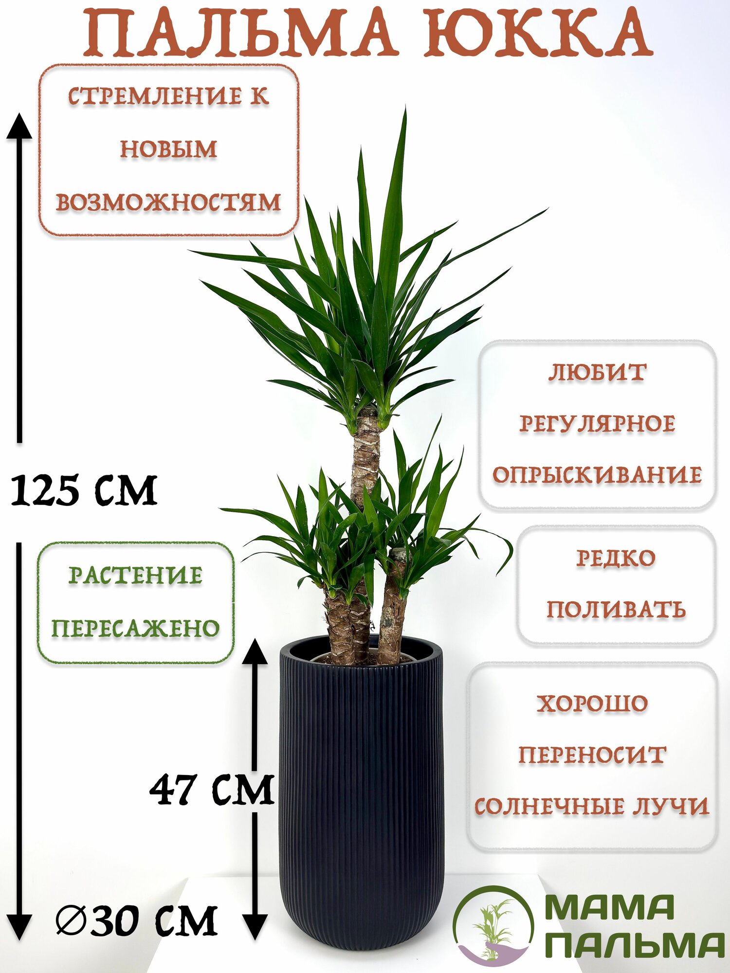 Пальма Юкка 3 ствола в кашпо JET высокий цилиндр черный Антрацит высота 125 см