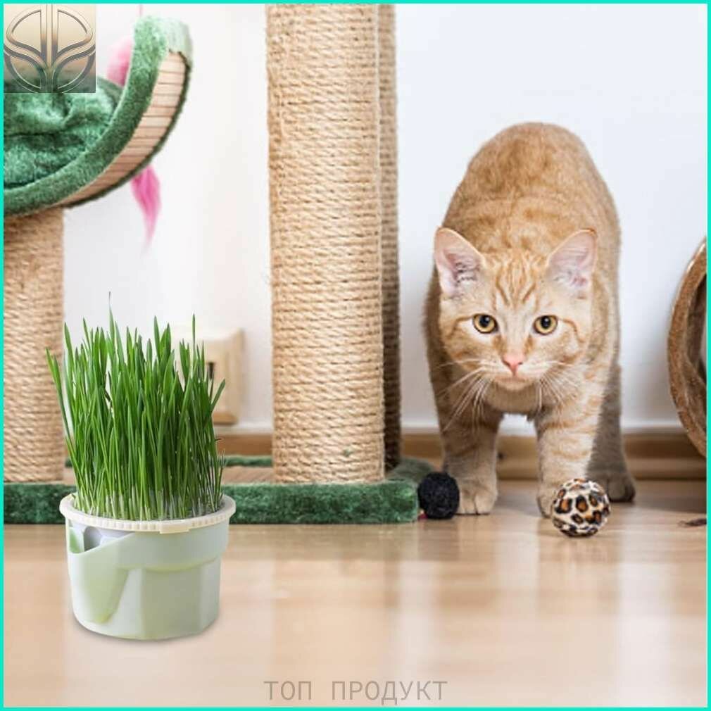 Поднос ростков Травы