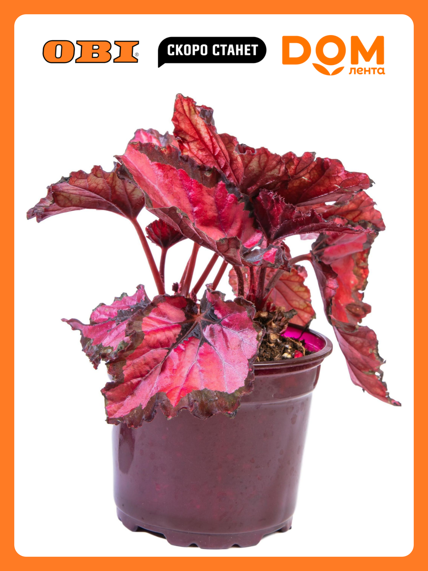 Бегония Королевская, декоративно-цветущая, многолетняя, высота 25см