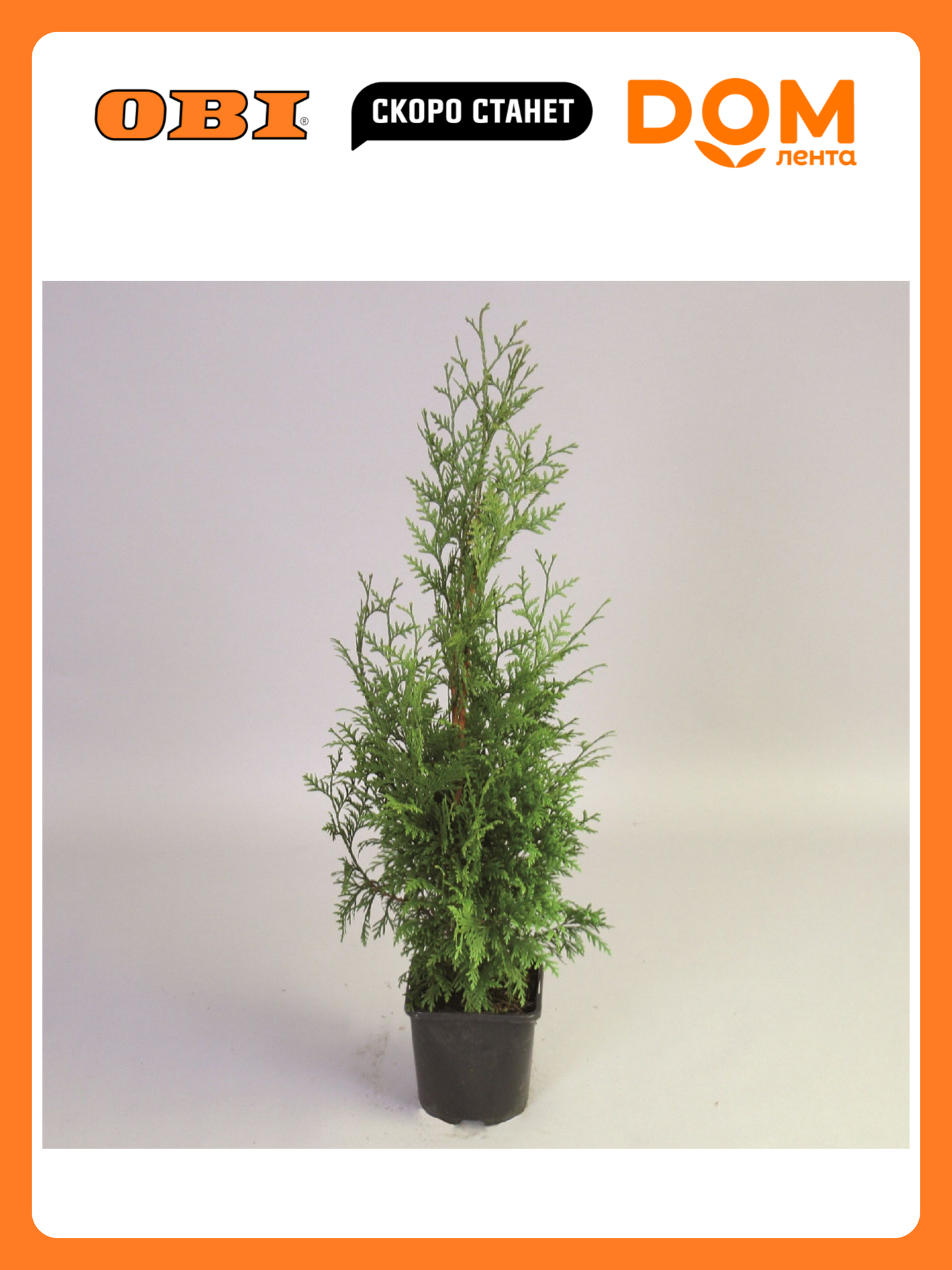 Туя складчатая Гелдерлэнд, многолетнее декоративное растение, хвойные