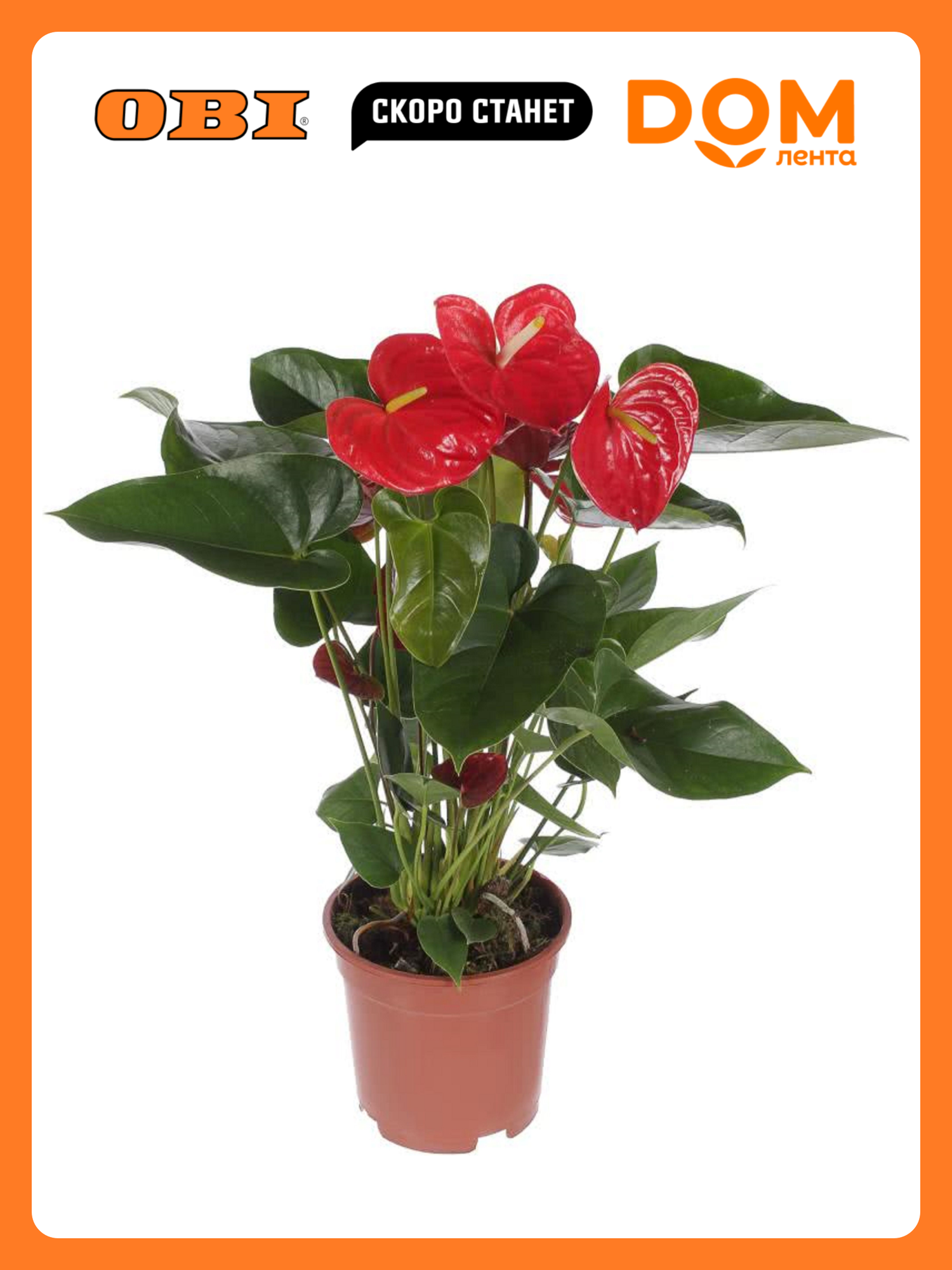 Антуриум "Чемпион", декоративно-цветущий, высота 25 см, диаметр горшка 9 см