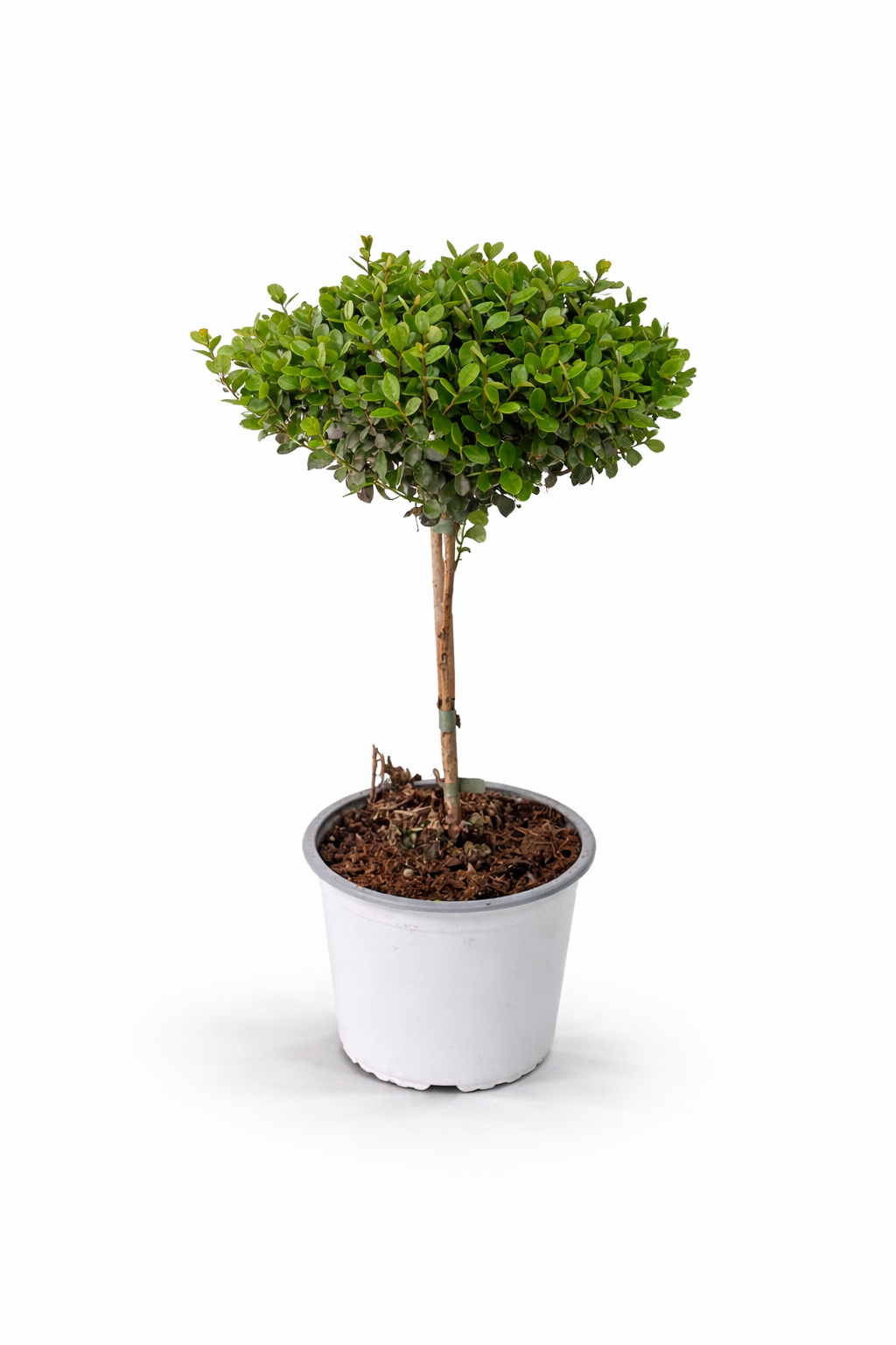 Мирт обыкновенный (Myrtus communis) 14см