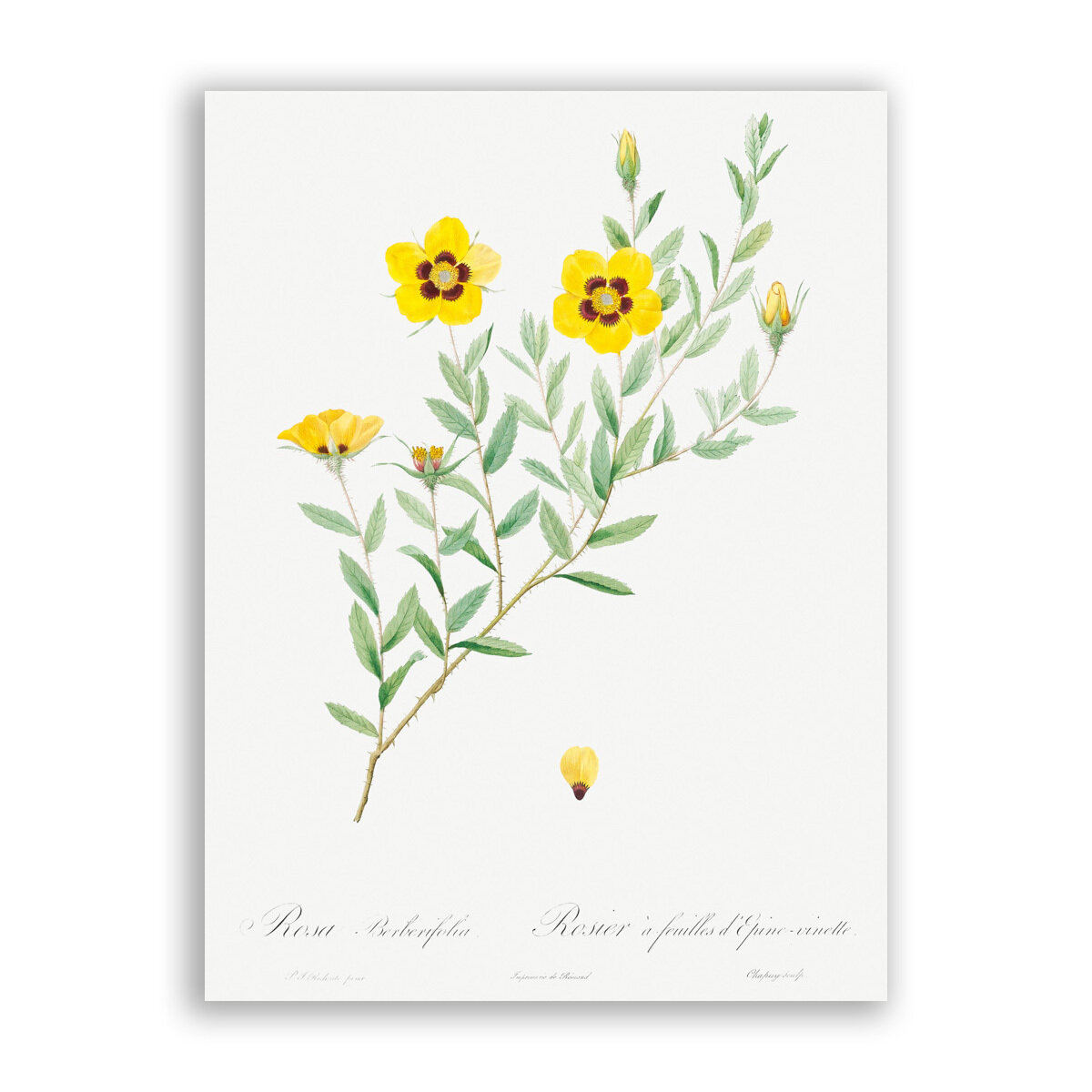 Картина на холсте, репродукция / Пьер-Жозеф Редуте - Rosa persica / Размер 30 x 40 см