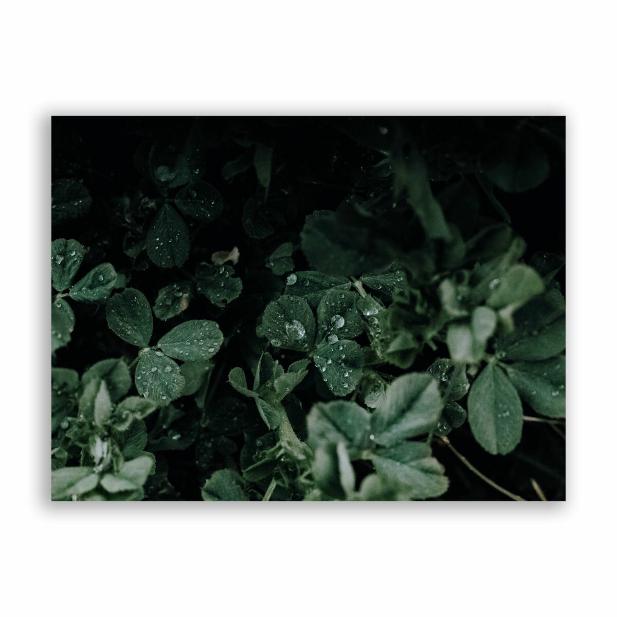 Постер, плакат на бумаге / Клевер / Размер 30 x 40 см