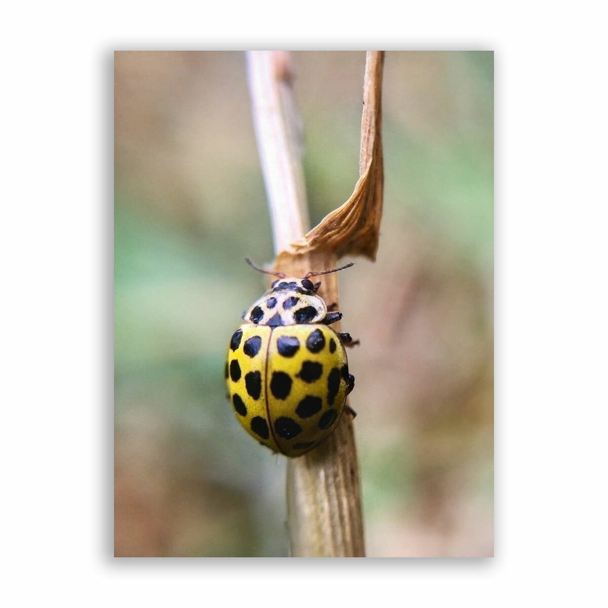 Постер, плакат на бумаге / Божья коровка / Размер 40 x 53 см