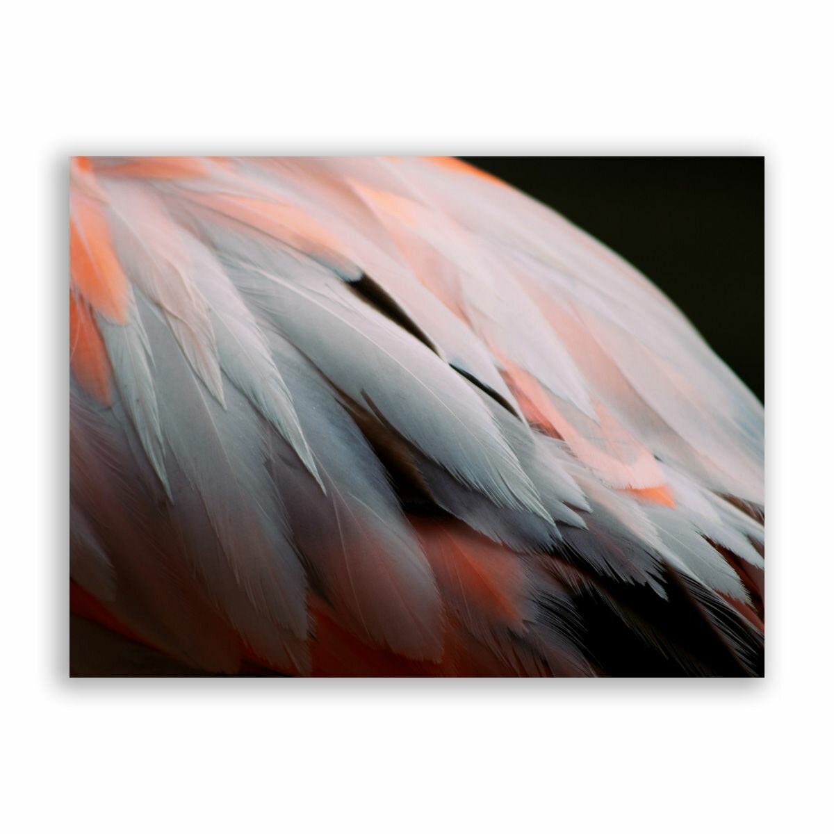 Постер, плакат на бумаге / Перо / Размер 30 x 40 см