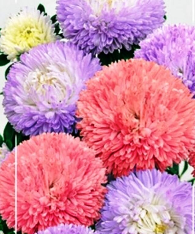 Семена растения астра густомахровая - воздушные шары (чарующий дуэт), смесь