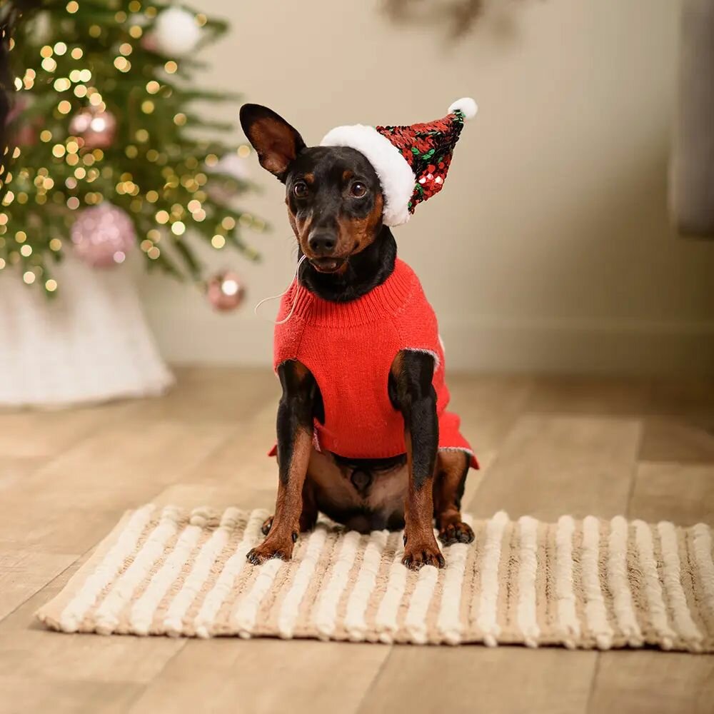 Колпак новогодний с пайетками для собак и кошек, обхват головы 26 см, красно-зеленый